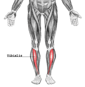 Tibialis Anterior Oefeningen En Behandeling | Fysiotherapie4all
