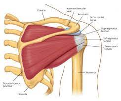 Rotator Cuff Spieren - Anatomie | Fysiotherapie4all